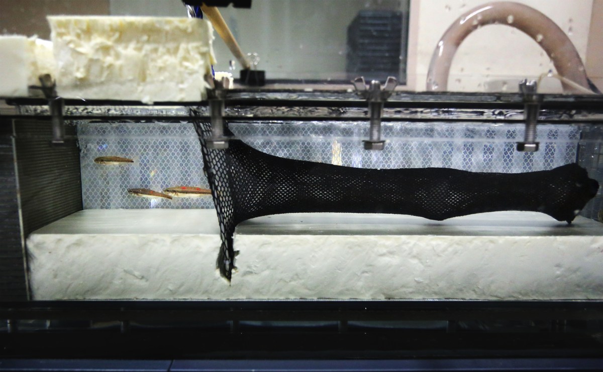 The ones that get away—does intensive fishing make fish harder to catch ...