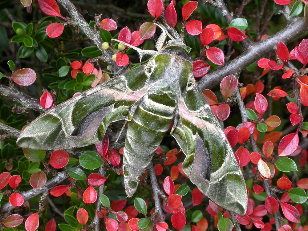 Naturally beautiful: PhotoSCENE 2016 winners gallery – Naturally Speaking