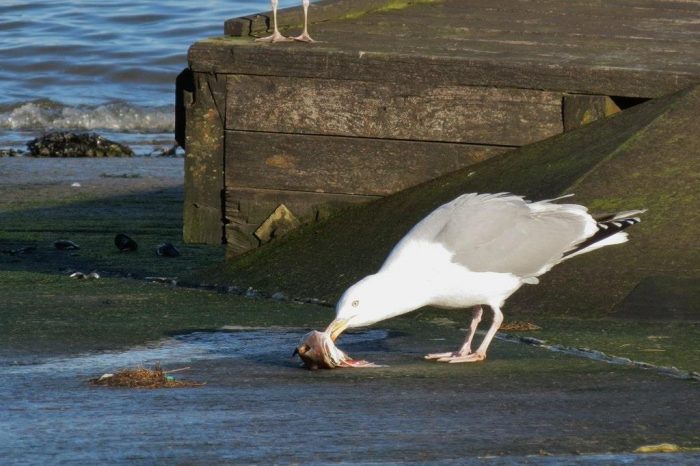 But what is best for the gulls? Food and resources in a changed ...