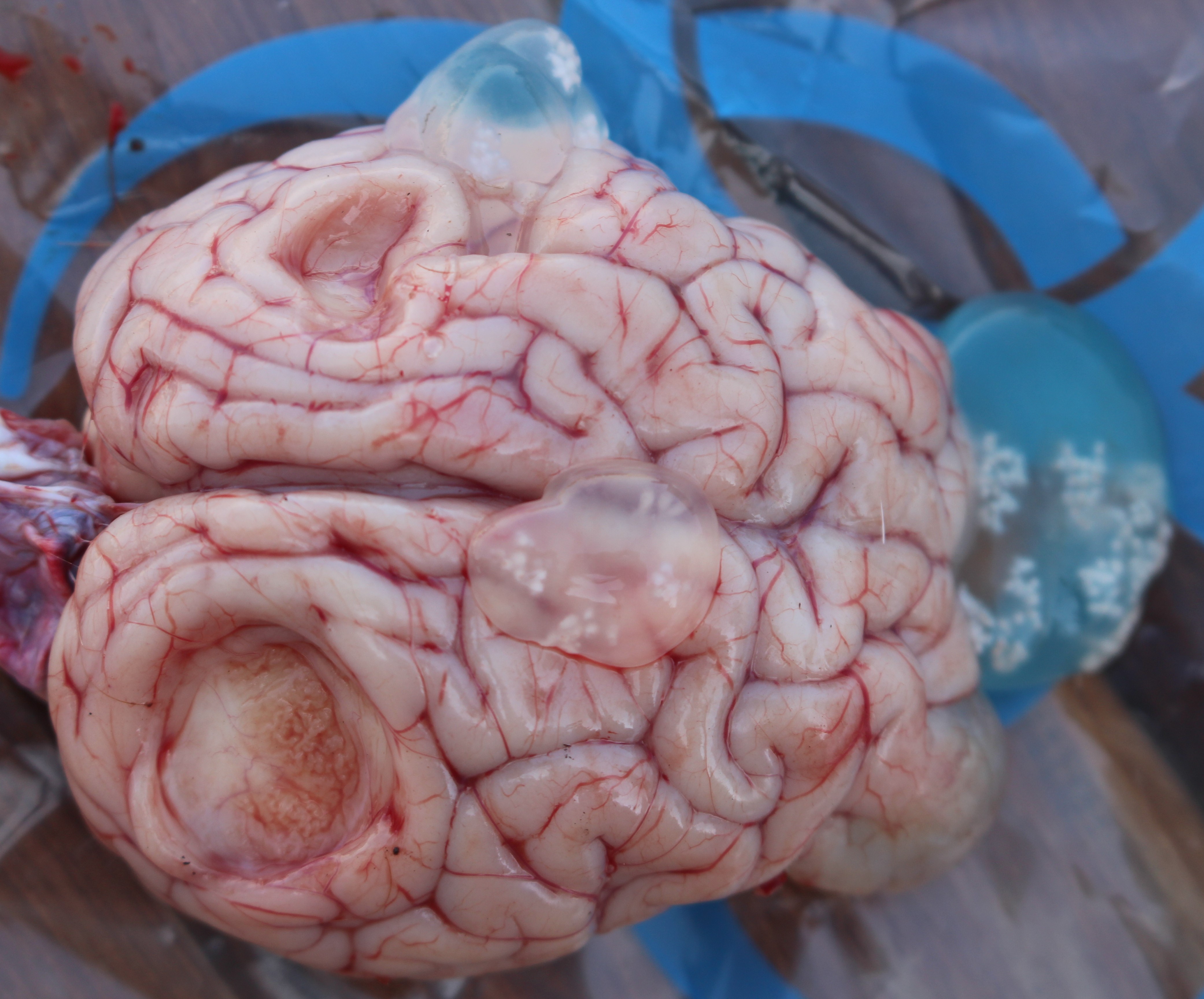 Shaky sheep, tapeworms and ‘ormilo’: Investigating a neurological ...