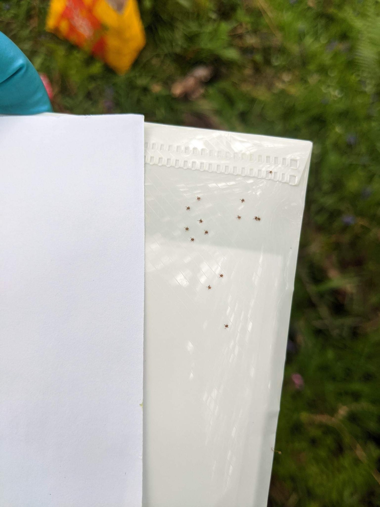 Fieldwork Diary #4 – Lichens of the Argyll – Naturally Speaking