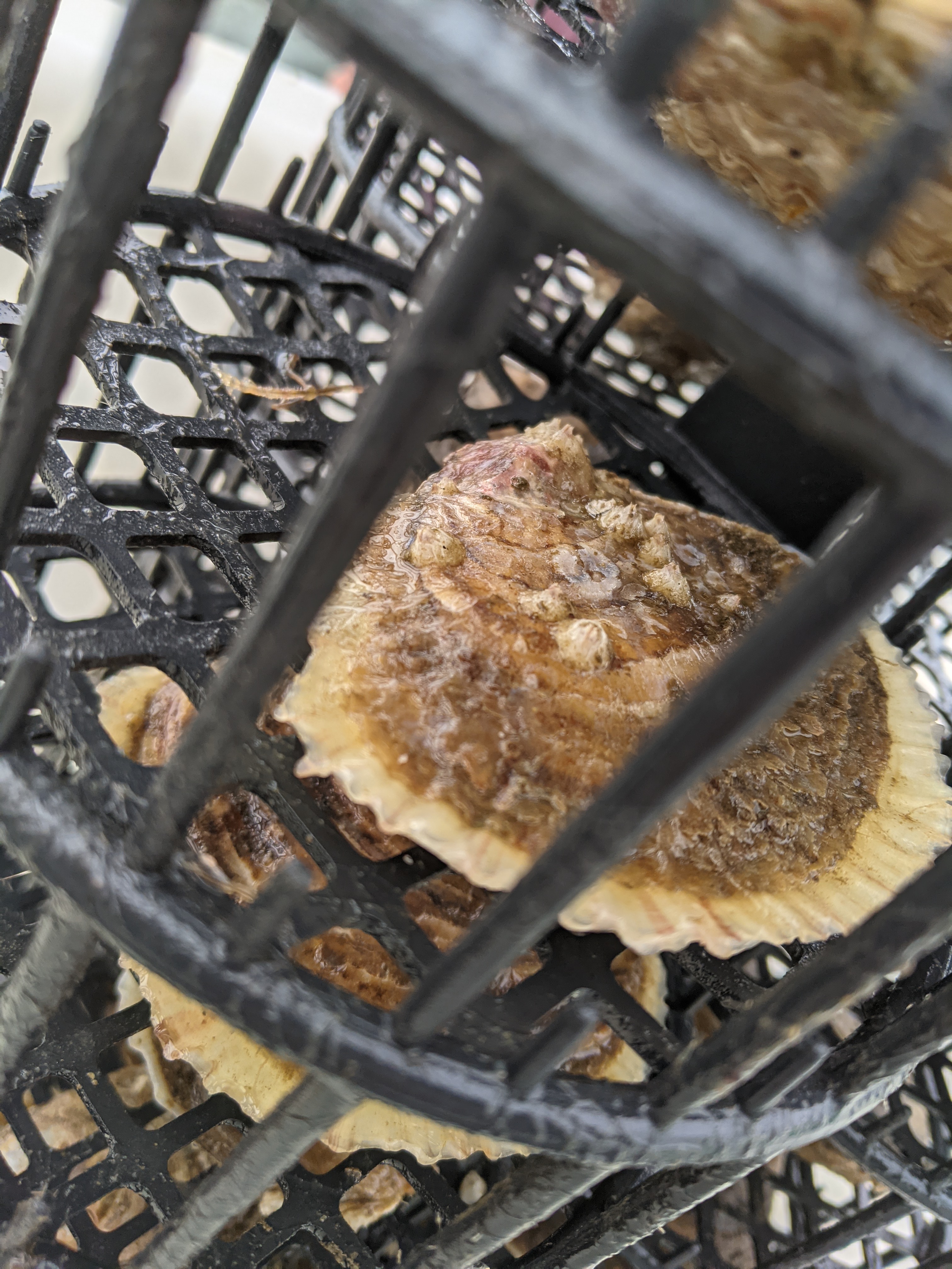 Episode 91 – Seawilding: Scottish Native Oyster Restoration – Naturally ...