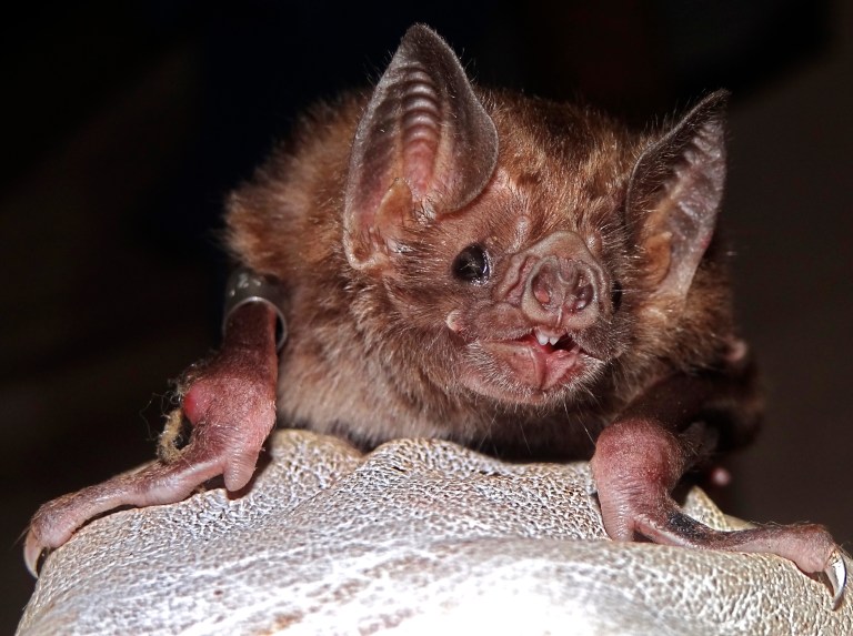 Who’s afraid of the big bad bat? – Naturally Speaking